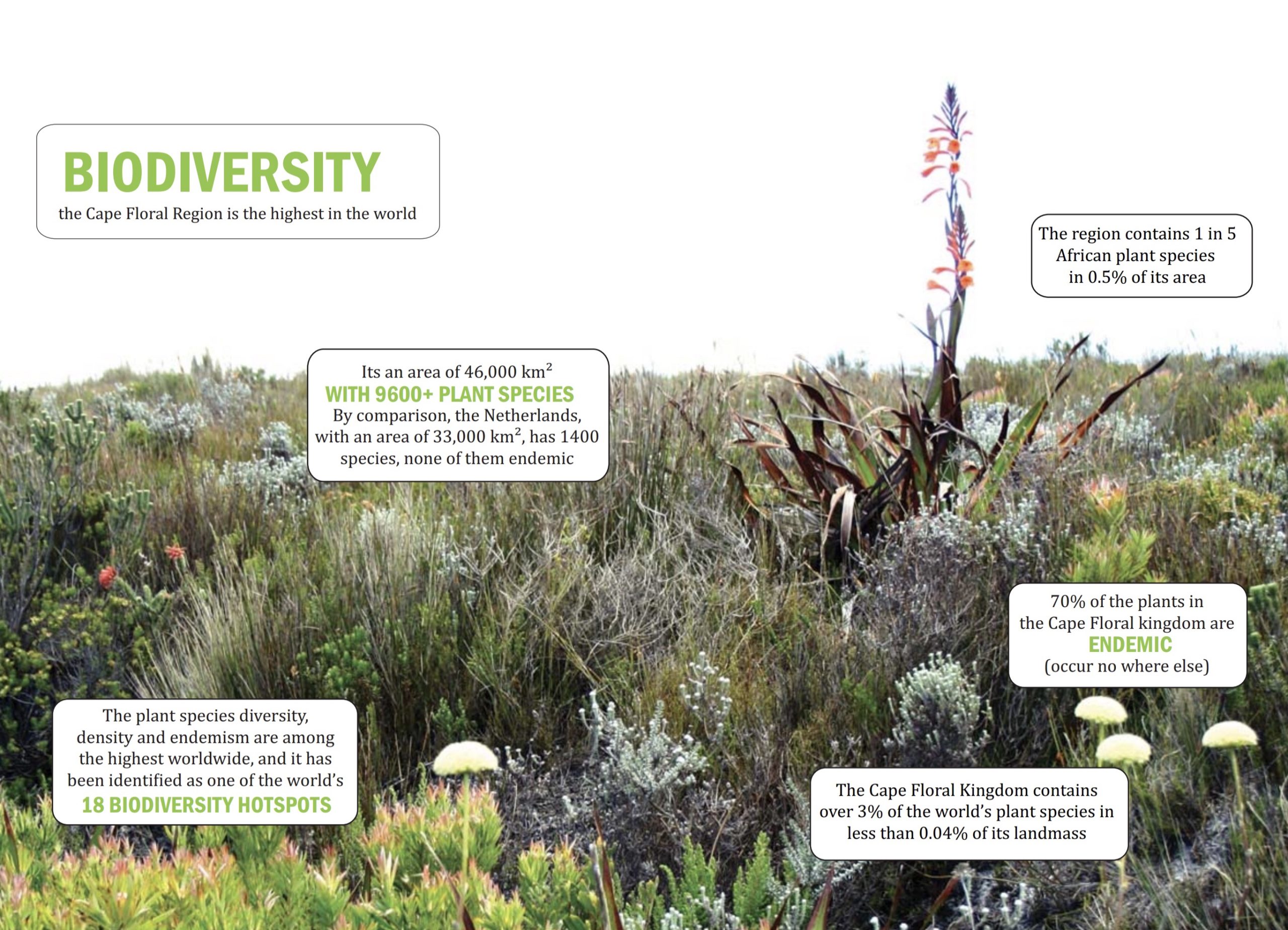 Lindy Roy | SARAH BARTMANN CENTRE OF REMEMBRANCE