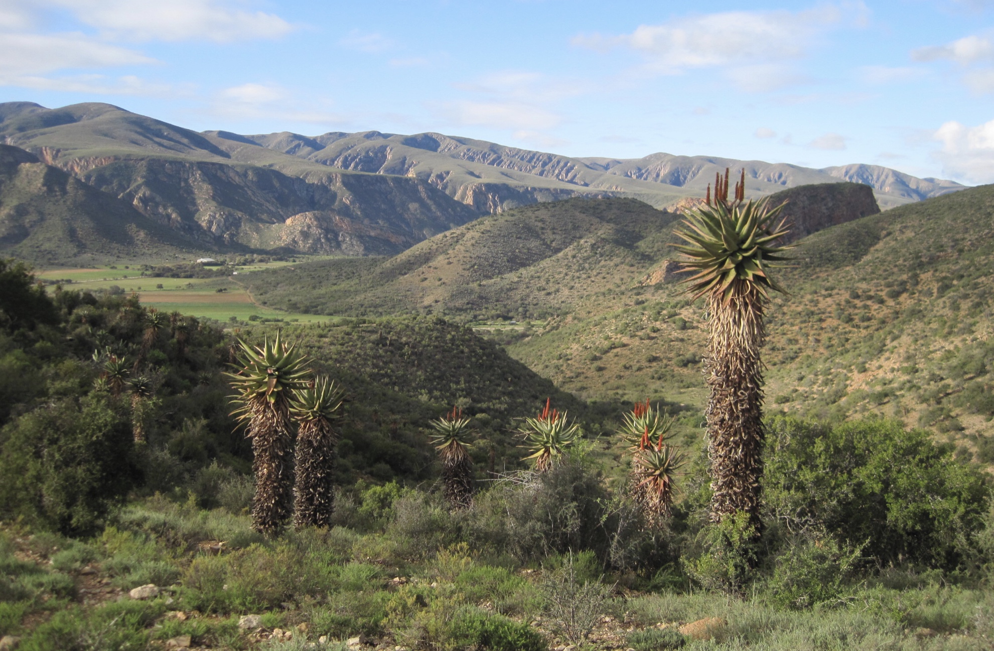 Lindy Roy | SARAH BARTMANN CENTRE OF REMEMBRANCE