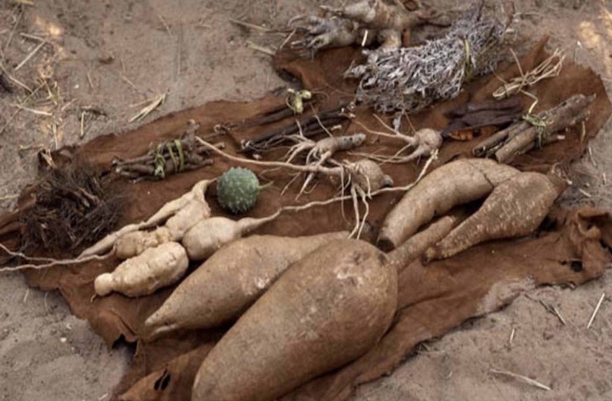 Lindy Roy | SARAH BARTMANN CENTRE OF REMEMBRANCE