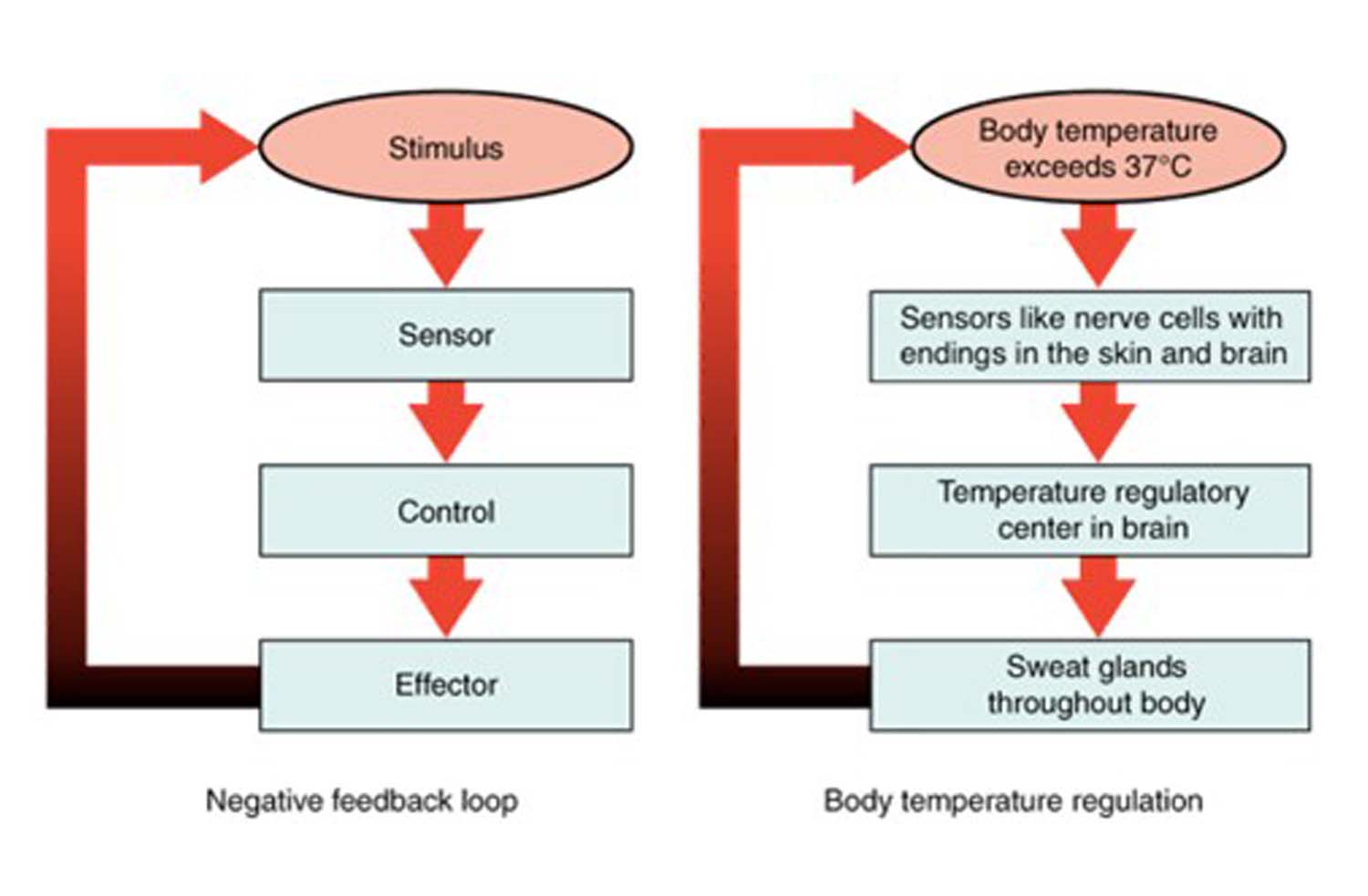 Lindy Roy | SWATCH : ICE